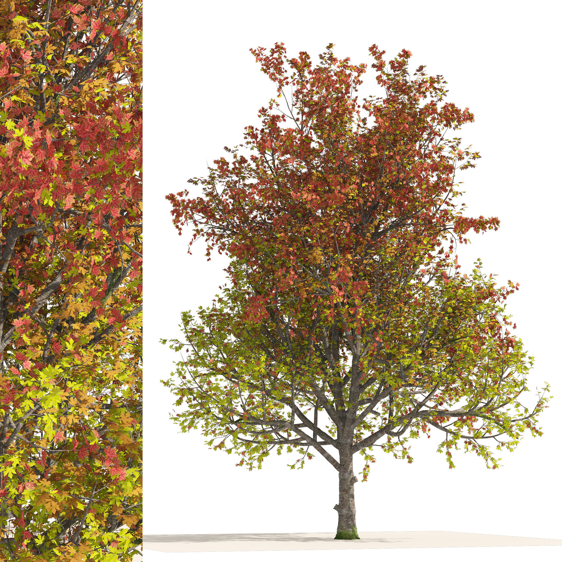 ArtStation - 3 colored autumn mountain maple tree | Resources
