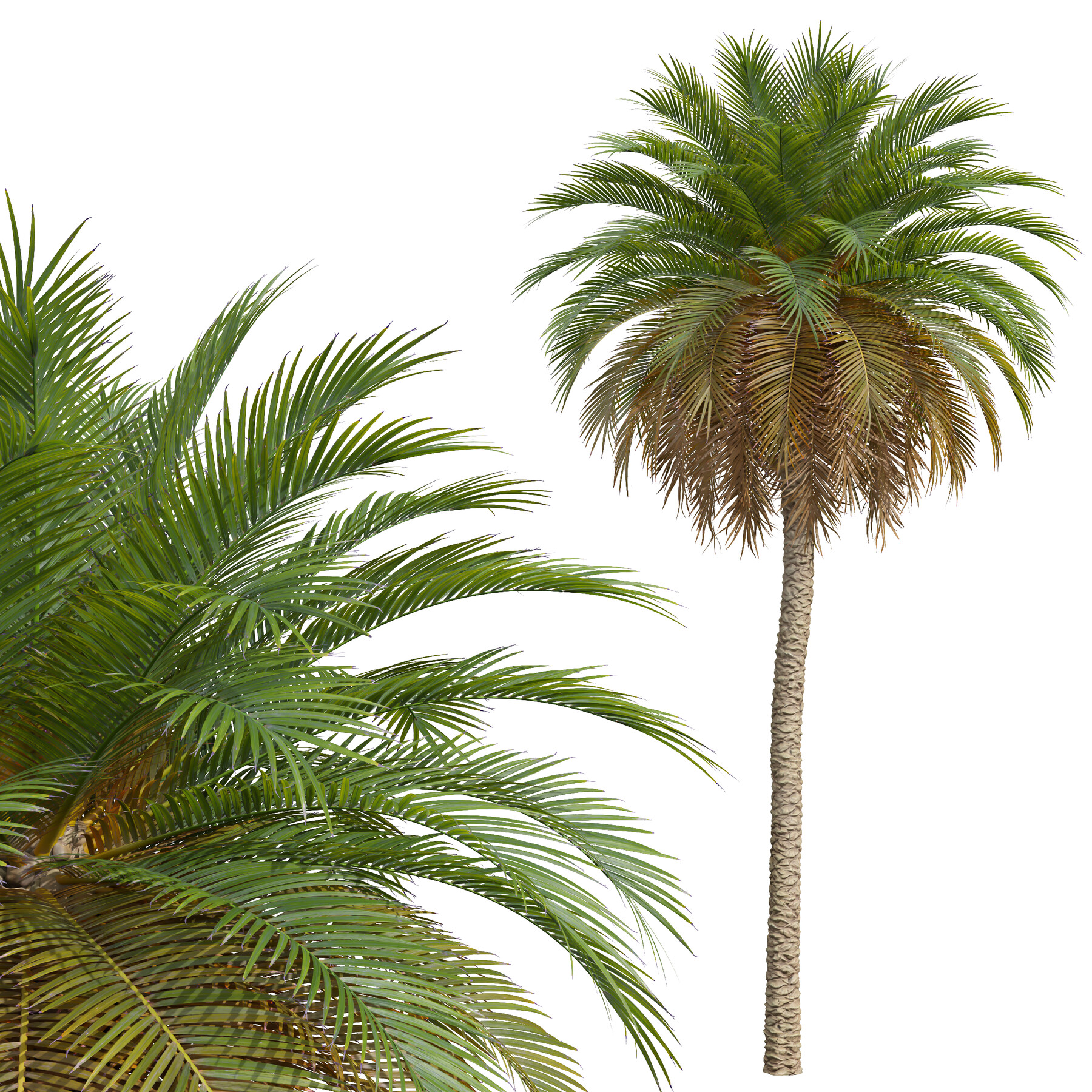ArtStation - Borassus Flabellifer - Catechu - Roystonea Regia - Phoenix ...