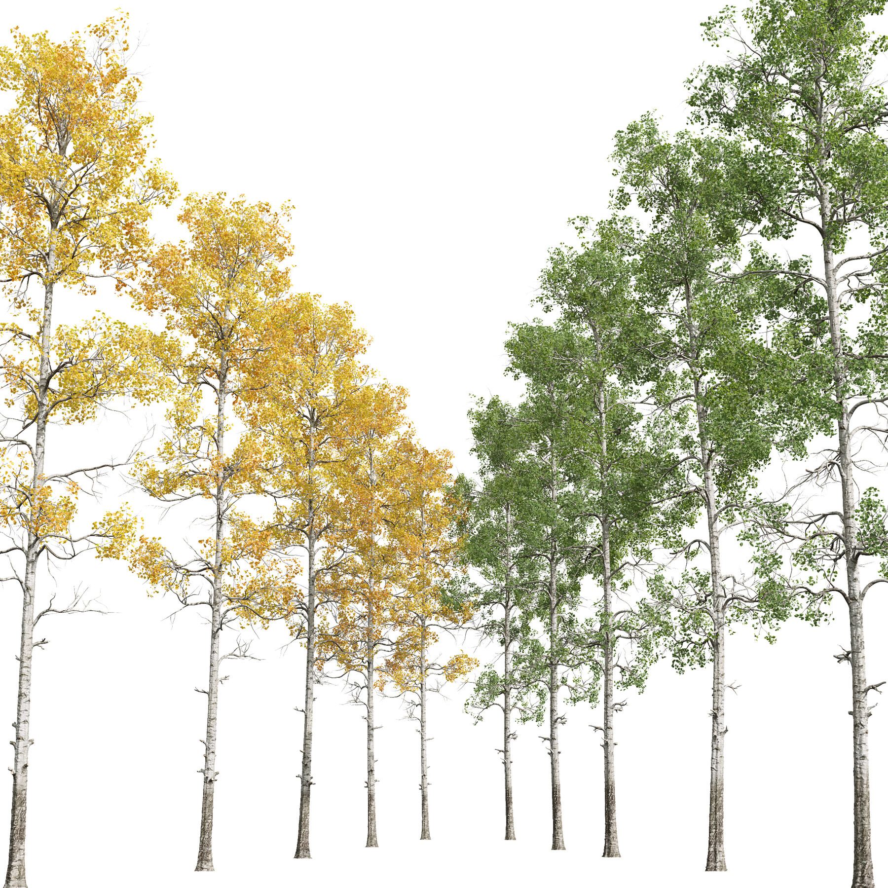 ArtStation - New Plant High detail Populus Tremuloides | Resources