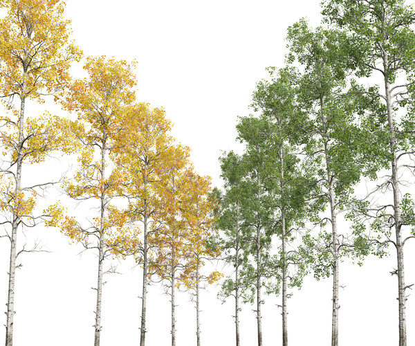 ArtStation - New Plant High detail Populus Tremuloides | Resources