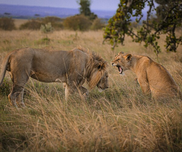 ArtStation - Wild frame Photography | Resources