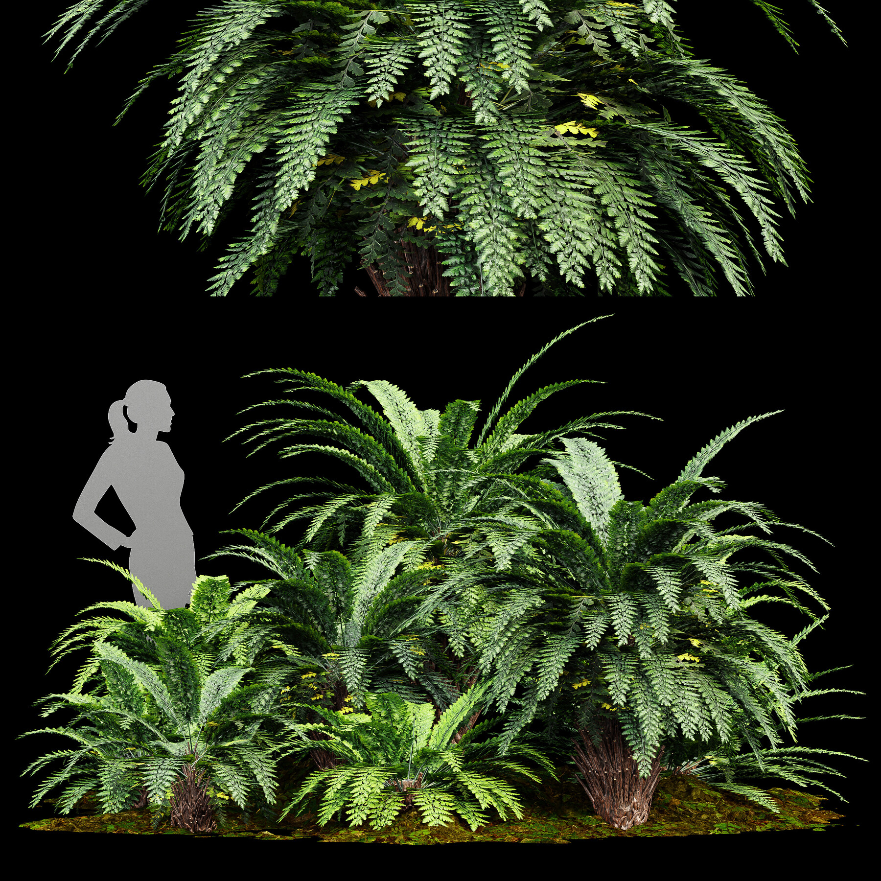 ArtStation - Forest lawn Iron Fern Plant 9Models | Resources
