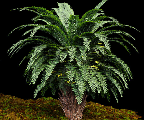 ArtStation - Forest lawn Iron Fern Plant 9Models | Resources