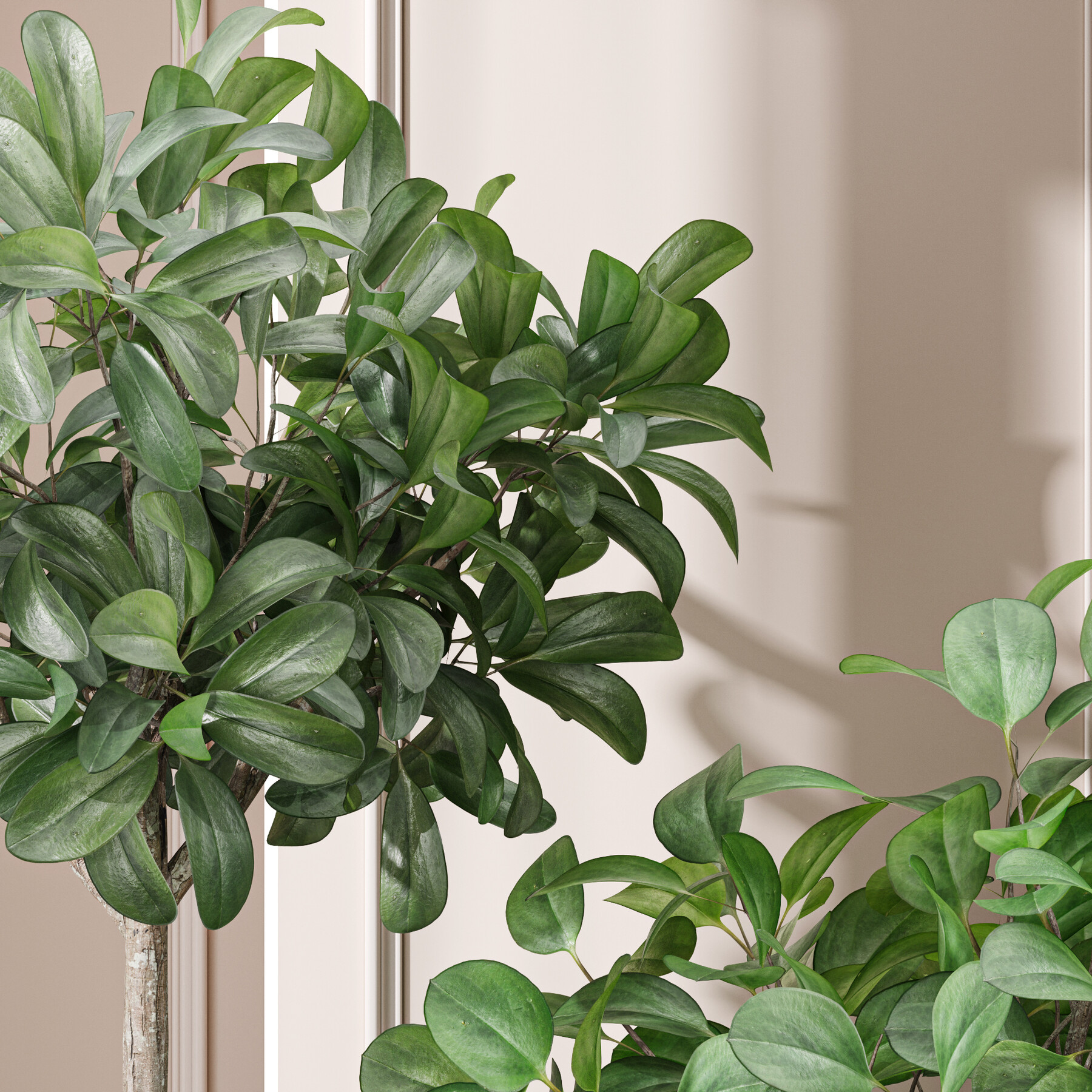 ArtStation - Ficus Sam Ficus Jim House Plant | Resources