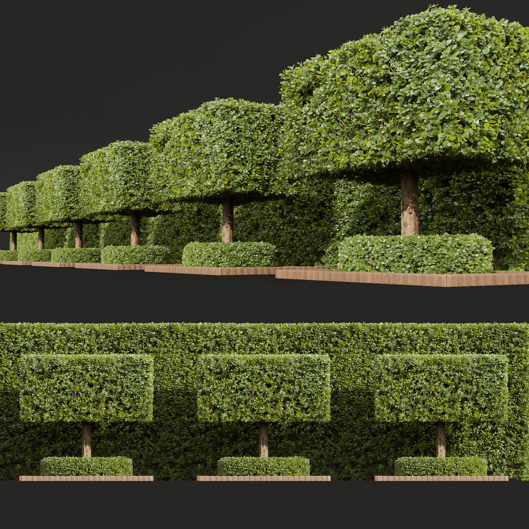 ArtStation - New Plant Ficus Concinna Bonsai Pruned11 | Resources