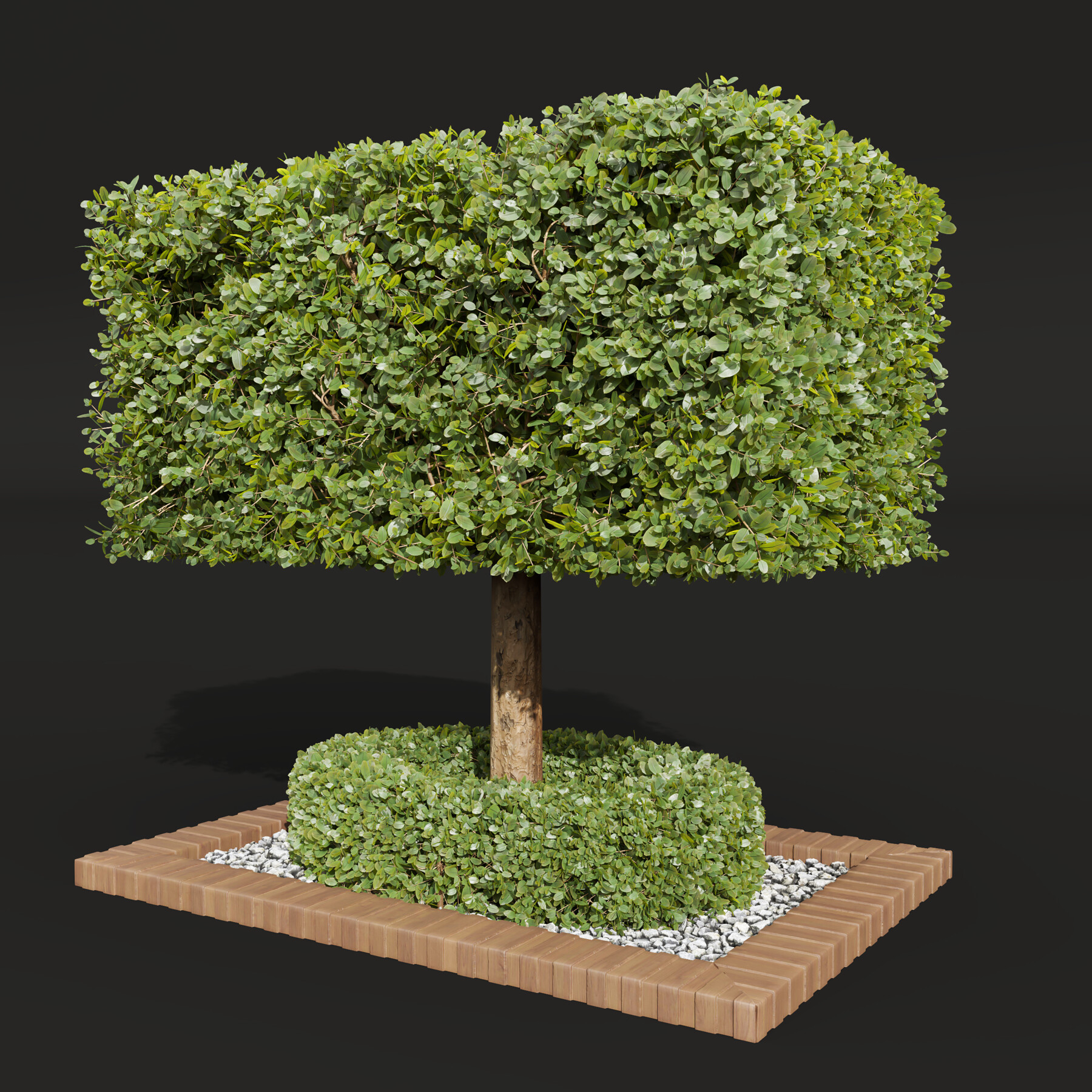 ArtStation - New Plant Ficus Concinna Bonsai Pruned11 | Resources