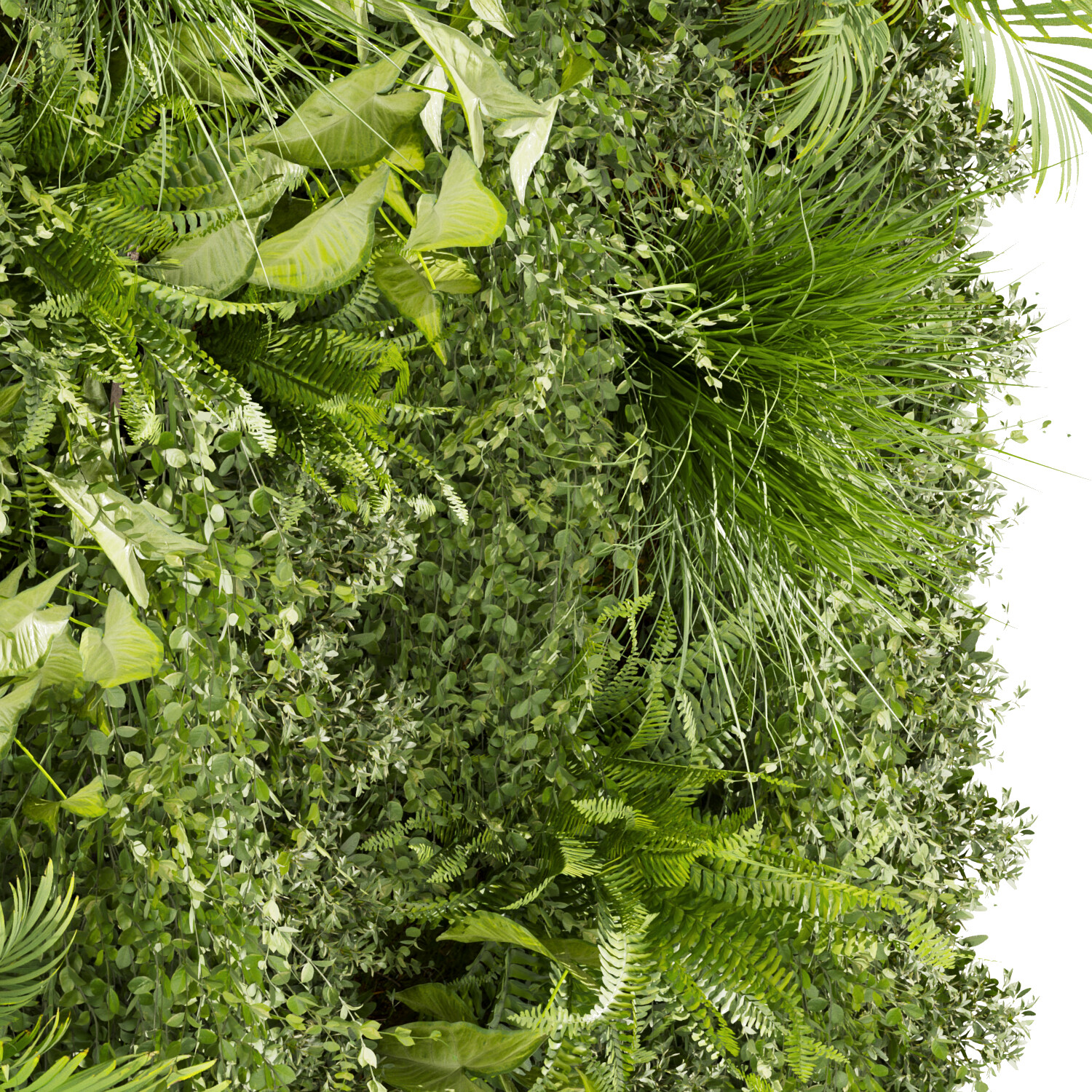 ArtStation - Collection plant vol 386 - fitowall - ertical - leaf - palm - grass - fern ...