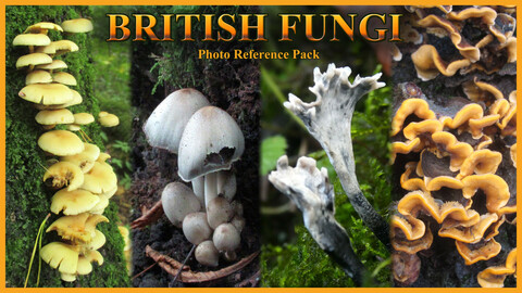 ArtStation - British Insects and Minibeasts Photo Reference Pack ...