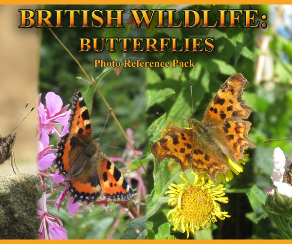 ArtStation - British Butterflies Photo Reference Pack | Resources