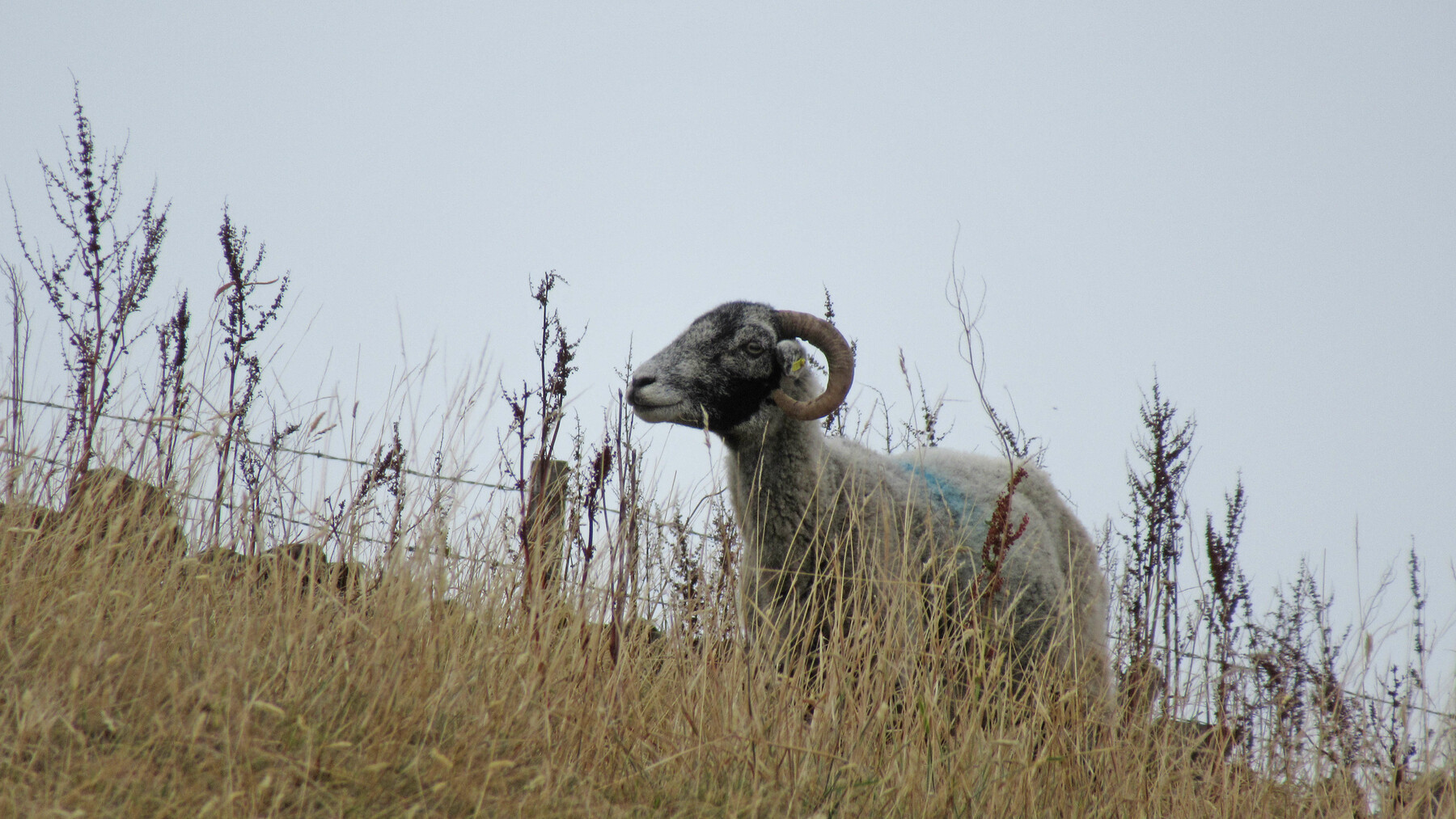 ArtStation - Sheep Photo Reference Pack | Resources