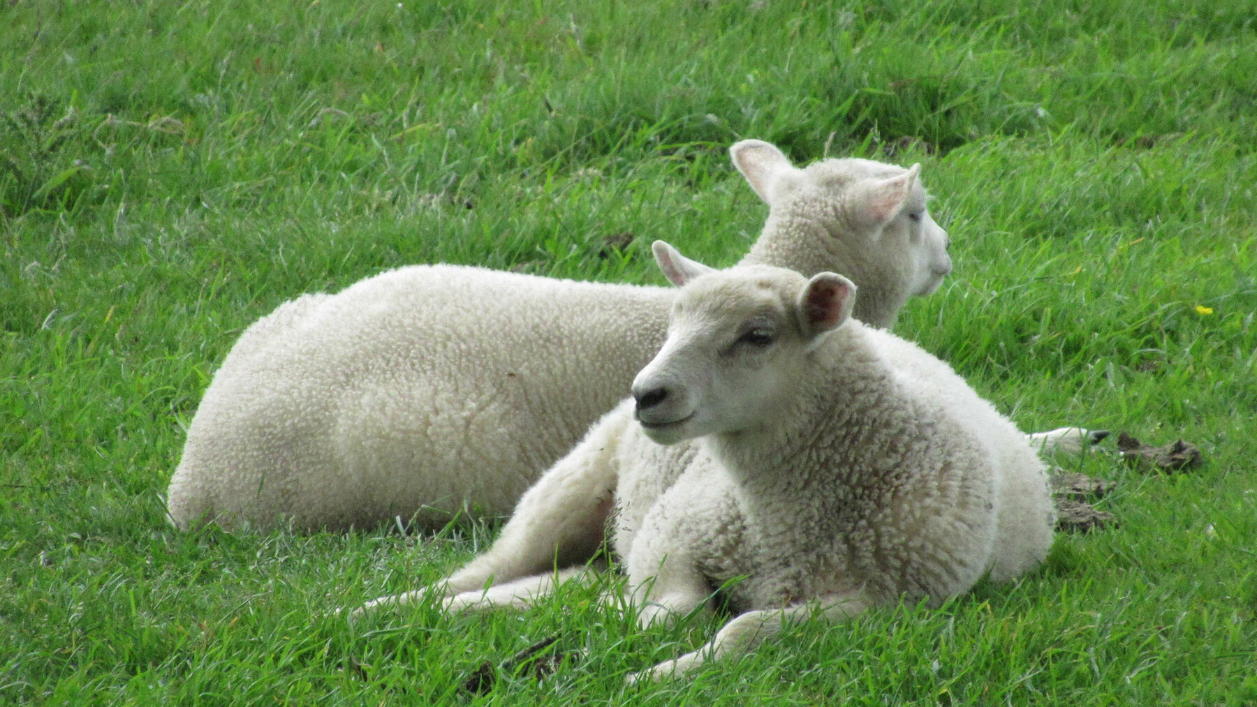 ArtStation - Sheep Photo Reference Pack | Resources