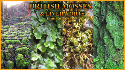 ArtStation - Mosses and Liverworts Photo Reference Pack | Resources