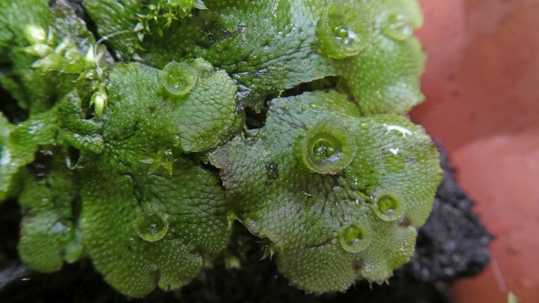 Artstation Mosses And Liverworts Photo Reference Pack Resources
