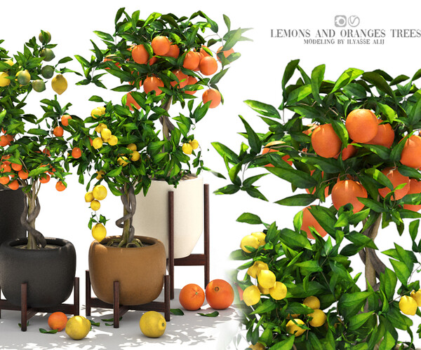 ArtStation - Collection of plants 002 lemons and oranges trees | Resources