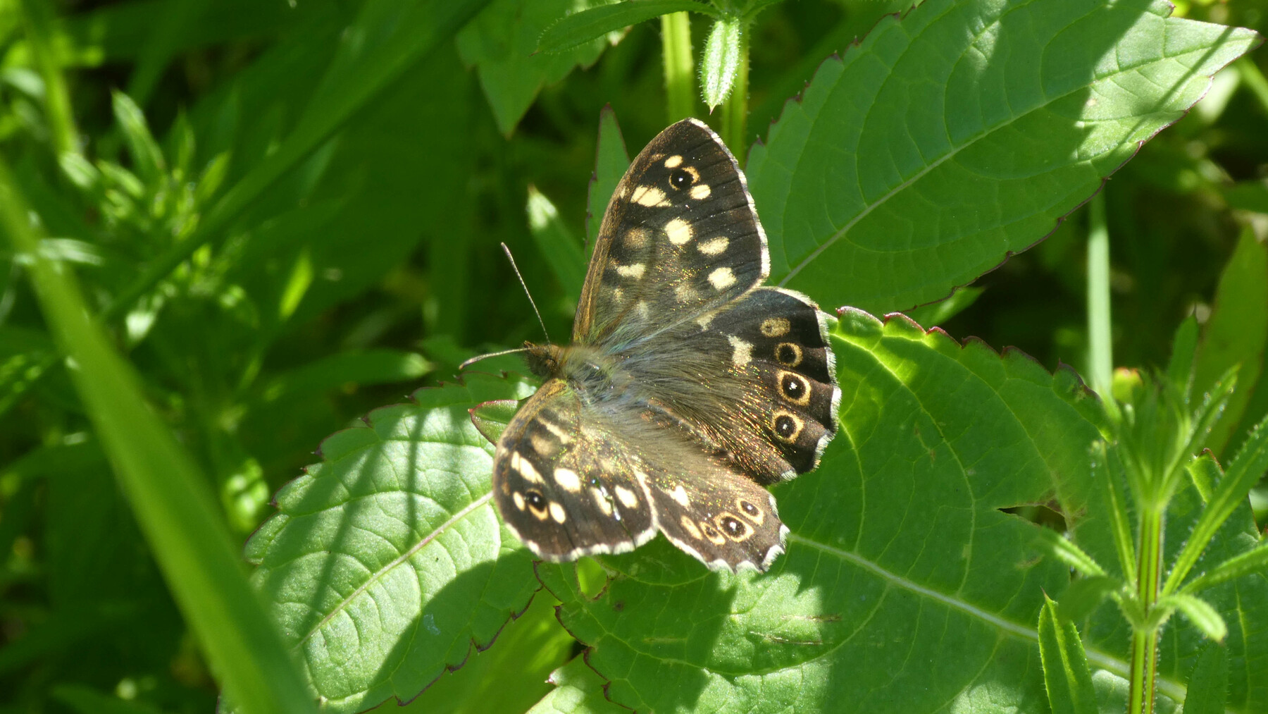 ArtStation - British Butterflies Photo Reference Pack | Resources
