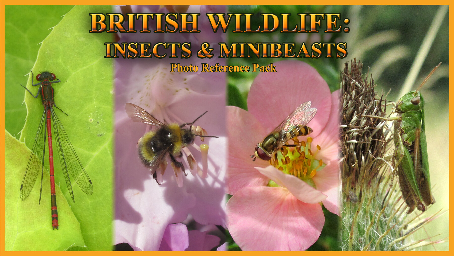 ArtStation - British Insects and Minibeasts Photo Reference Pack ...