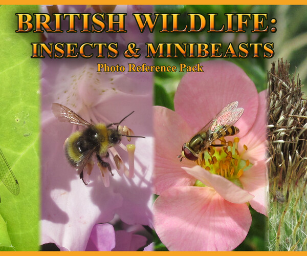 ArtStation - British Insects and Minibeasts Photo Reference Pack ...