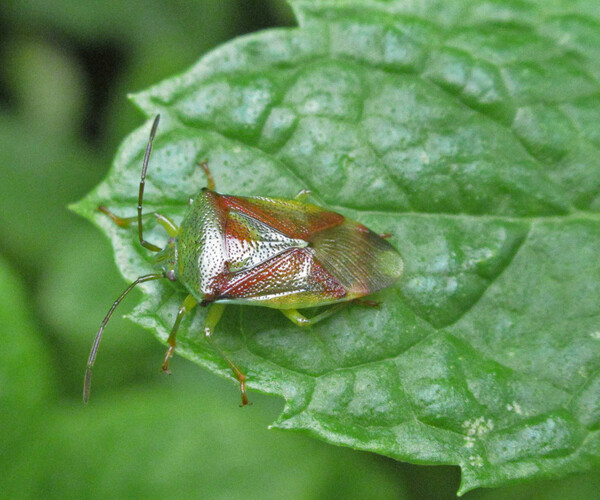 ArtStation - British Insects and Minibeasts Photo Reference Pack ...