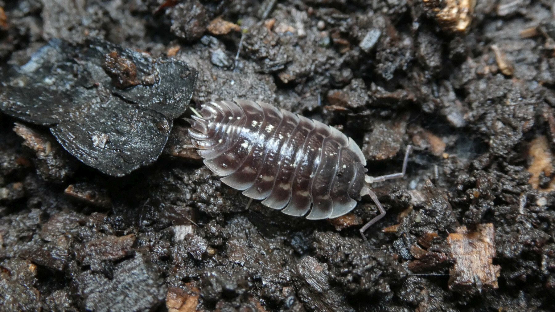 ArtStation - British Insects and Minibeasts Photo Reference Pack ...