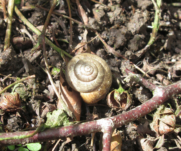 ArtStation - British Insects and Minibeasts Photo Reference Pack ...