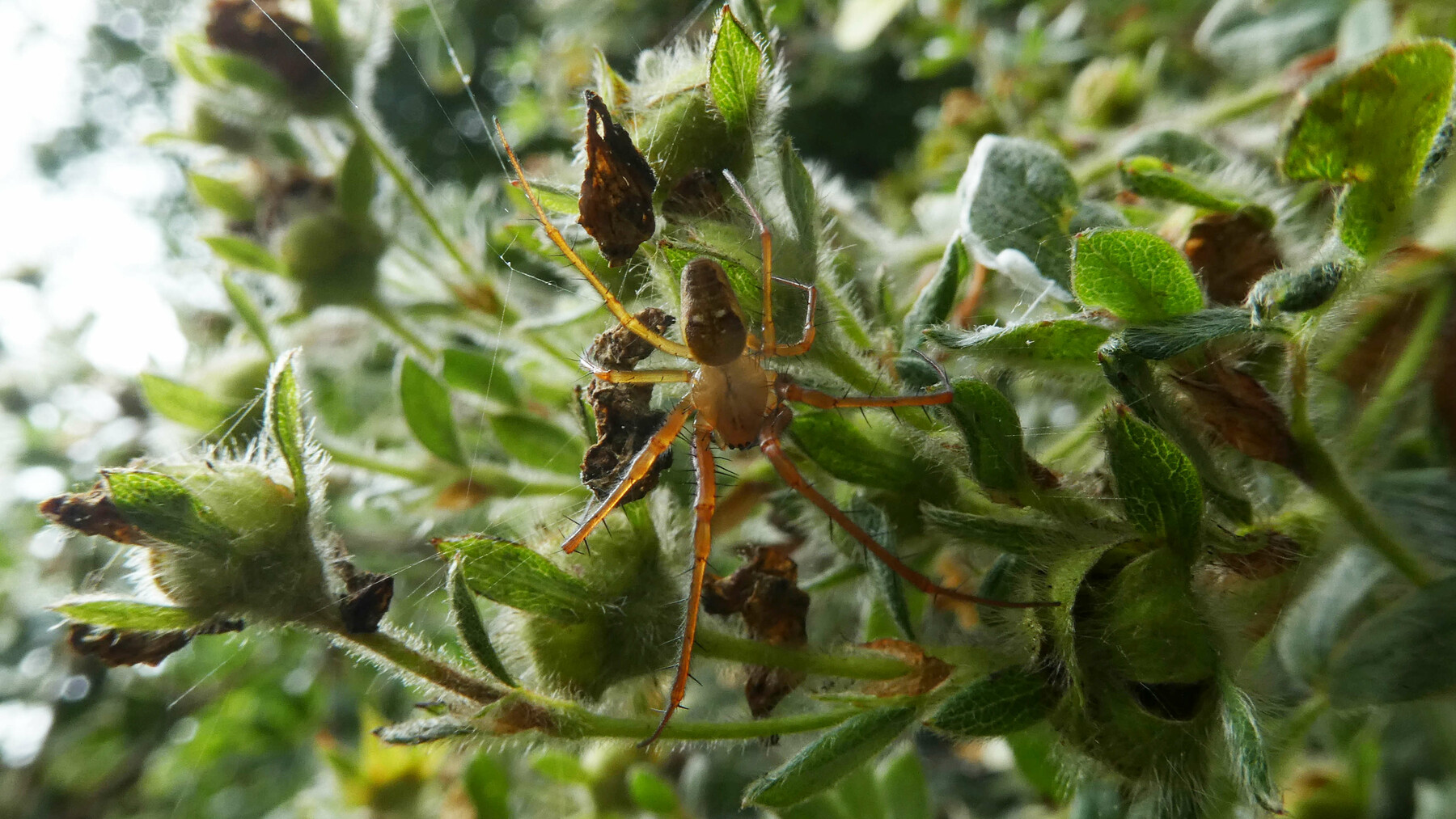 ArtStation - British Insects and Minibeasts Photo Reference Pack ...