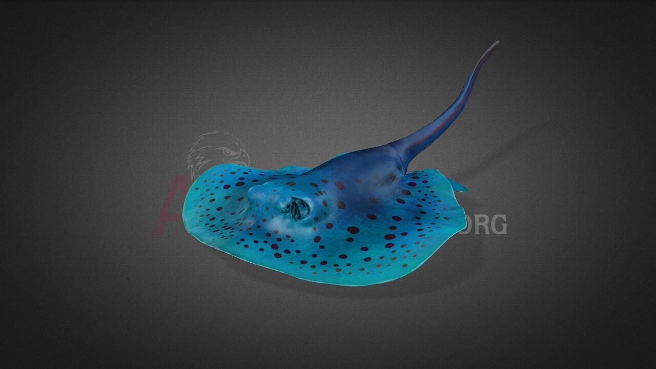 ArtStation - Ray Fish-Swim | Game Assets