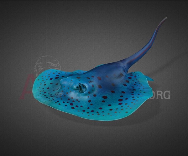 ArtStation - Ray Fish-Swim | Game Assets