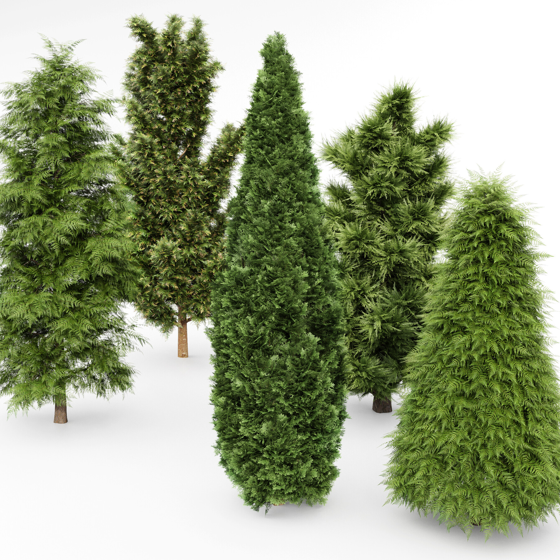 ArtStation - 5 Different tree - Leyland cypress - Slender Hinoki ...