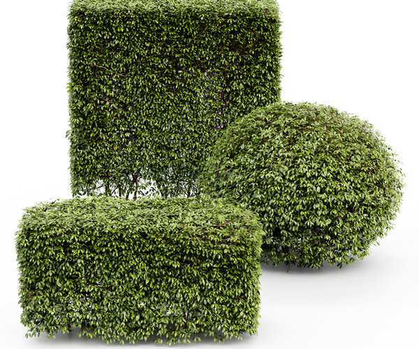 ArtStation - Dwarf Yaupon Holly - Spherical + Box hedge | Resources