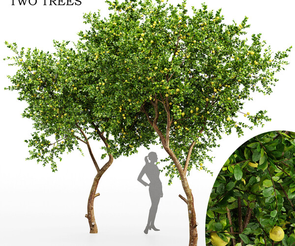 ArtStation - Fruit 2tree Lemon | Resources