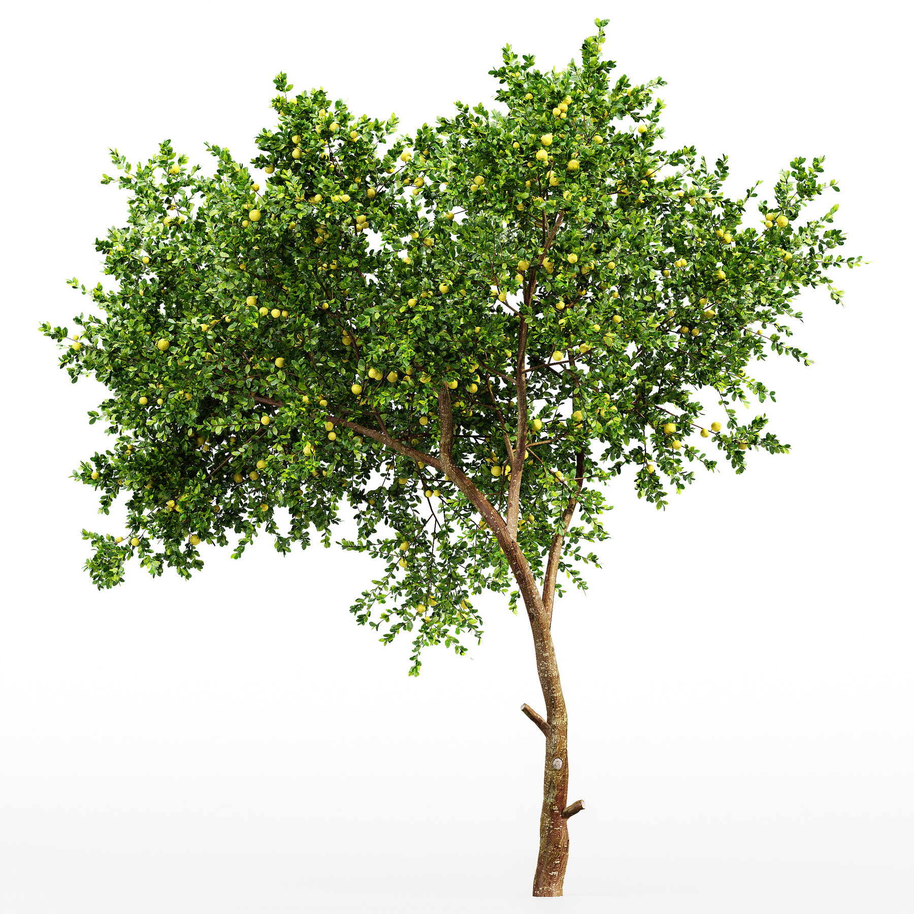 ArtStation - Fruit 2tree Lemon | Resources
