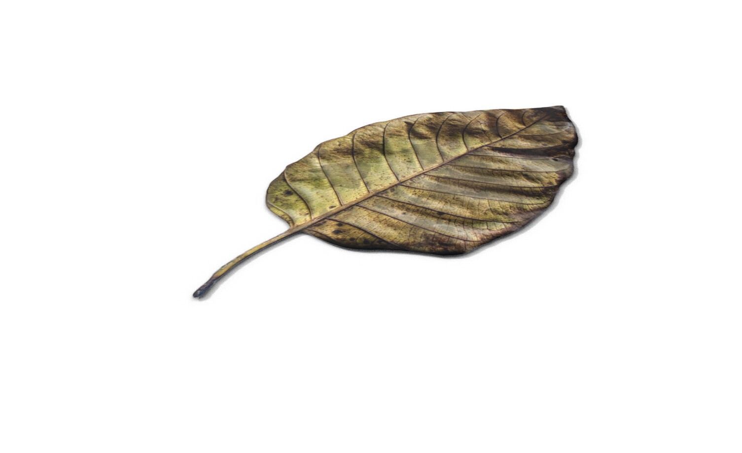 ArtStation - Leaf Materials With Alpha Vol.2 | Resources