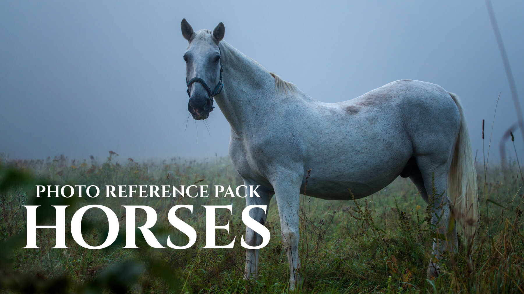 ArtStation - Horses - Reference Photo Pack For Artists 397 JPEGs noAI ...