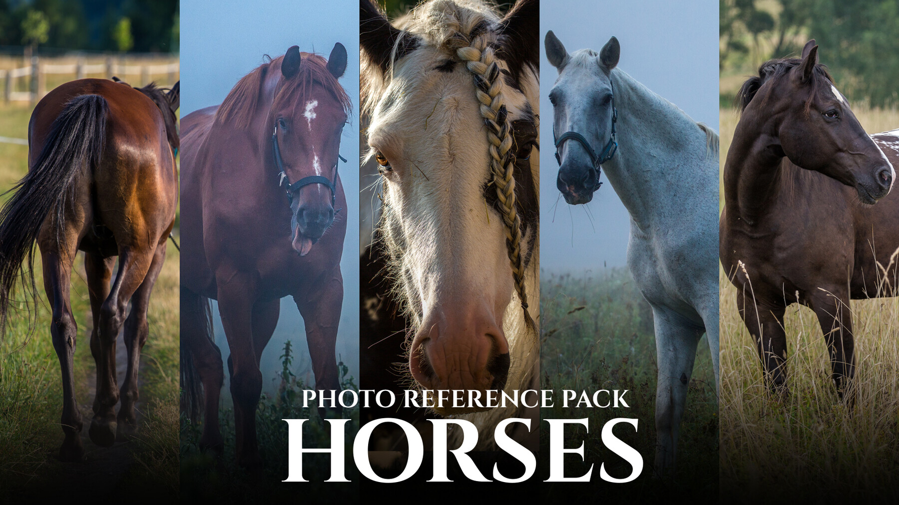ArtStation - Horses - Reference Photo Pack For Artists 397 JPEGs noAI ...