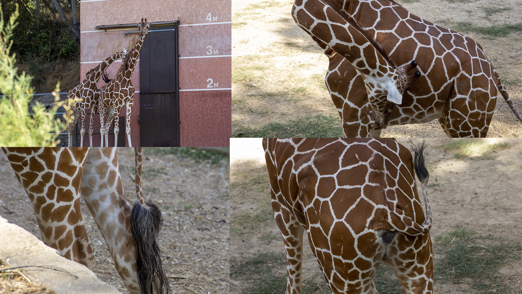 ArtStation - 700+ Giraffe - Pack Références | Resources