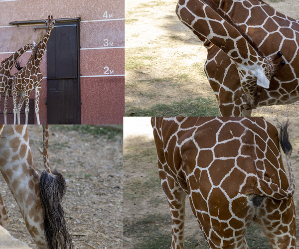 ArtStation - 700+ Giraffe - Pack Références | Resources