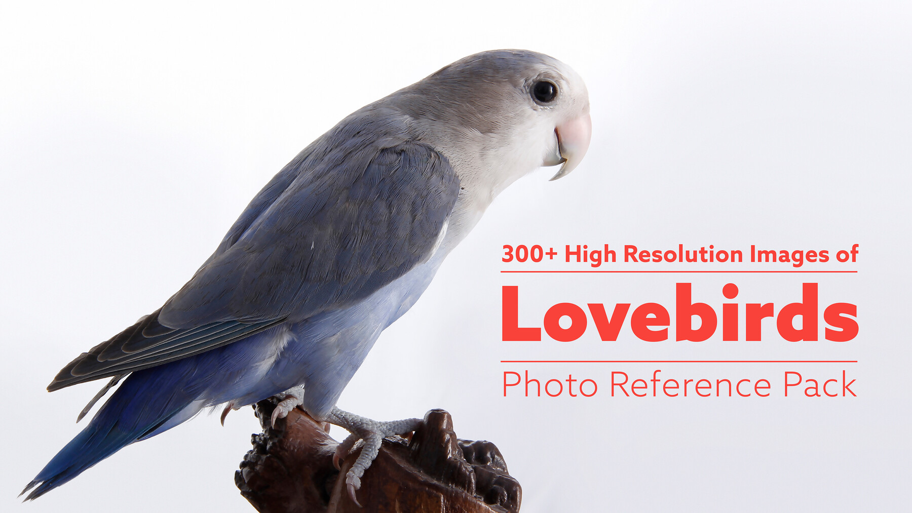 ArtStation - 300+ high resolution images of a lovebird family of six ...