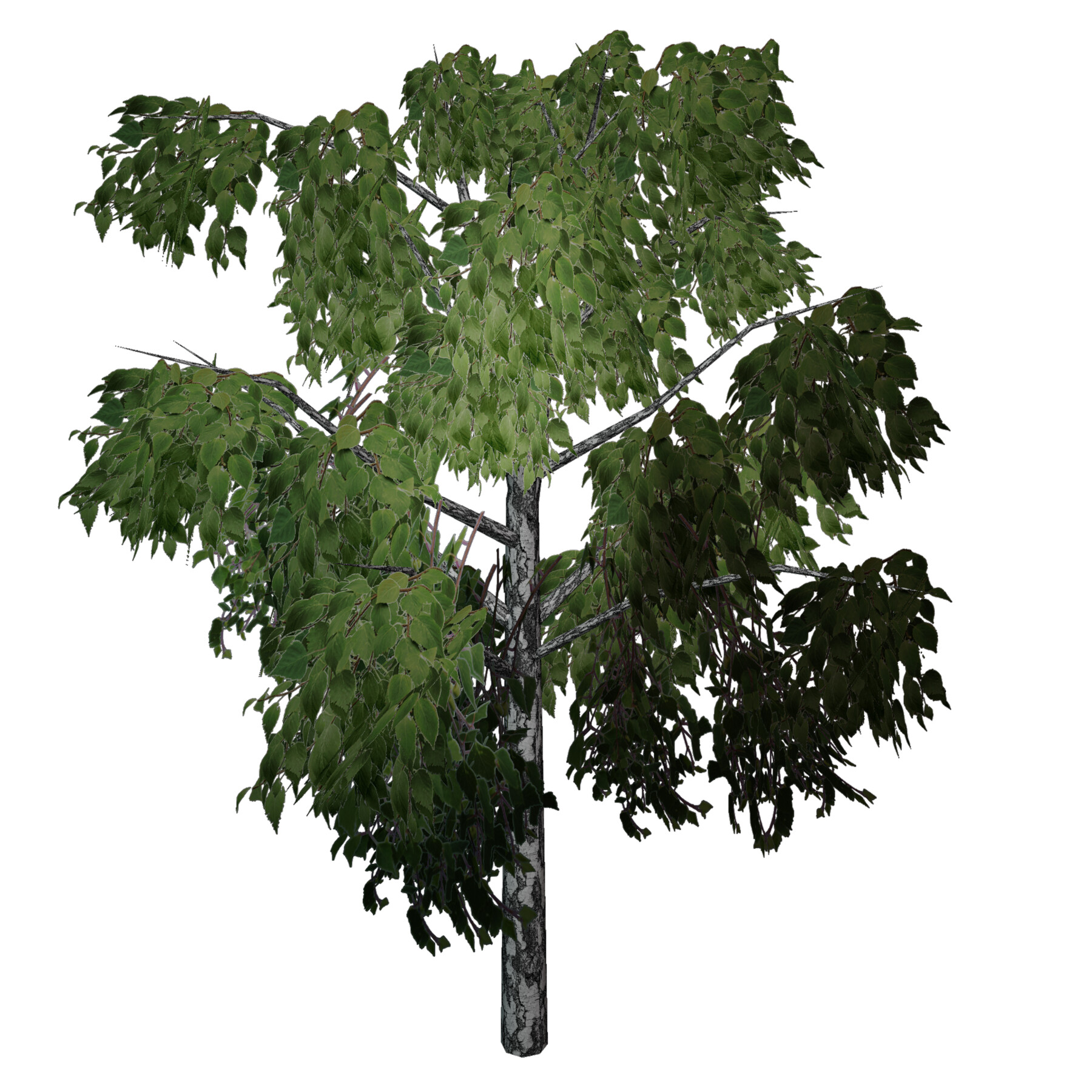 ArtStation - Birch tree PBR low-poly game ready | Game Assets