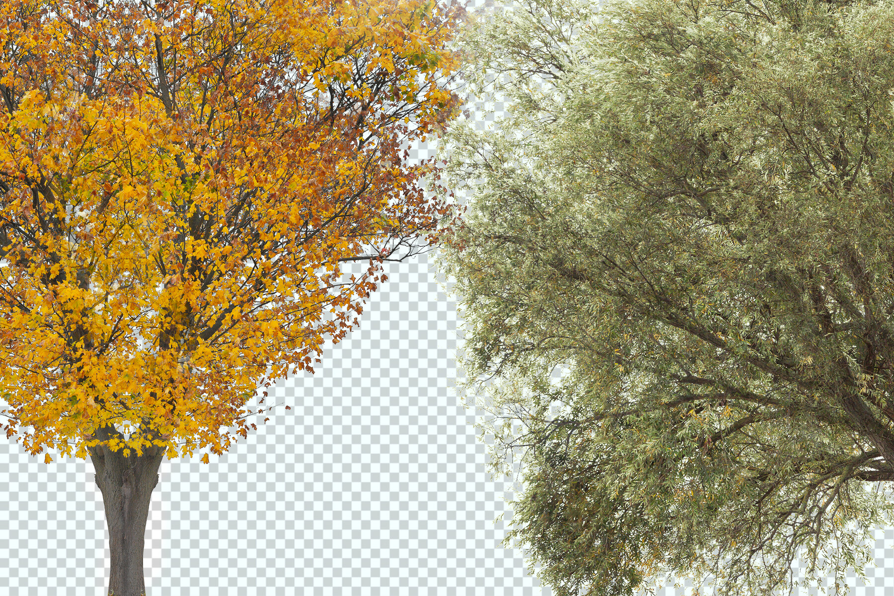 ArtStation - 100 Autumn trees isolated PNG transparent, Digital tree ...