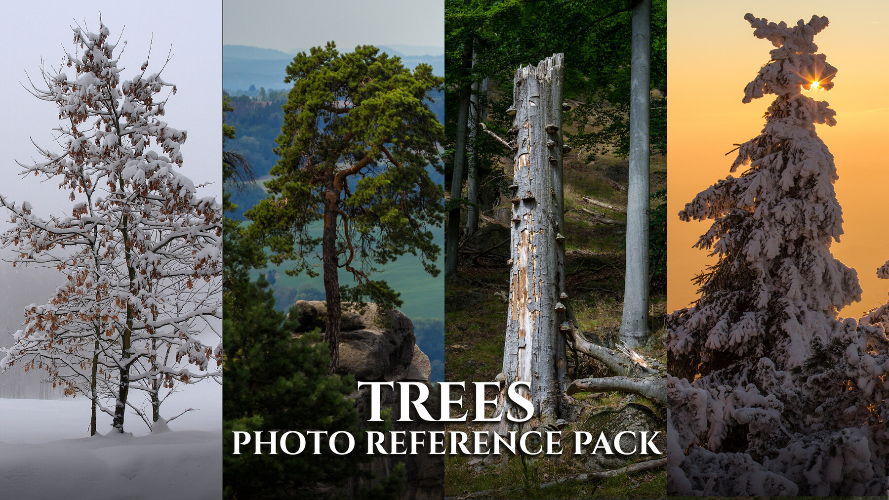 ArtStation - Trees- Photo Reference Pack- 427 JPEGs noAI | Resources