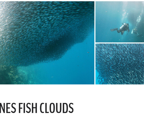ArtStation - 220 photos of Sardines Fish Clouds | Resources