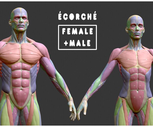 ArtStation - Écorché Musclenames Female & Male Anatomy | Resources