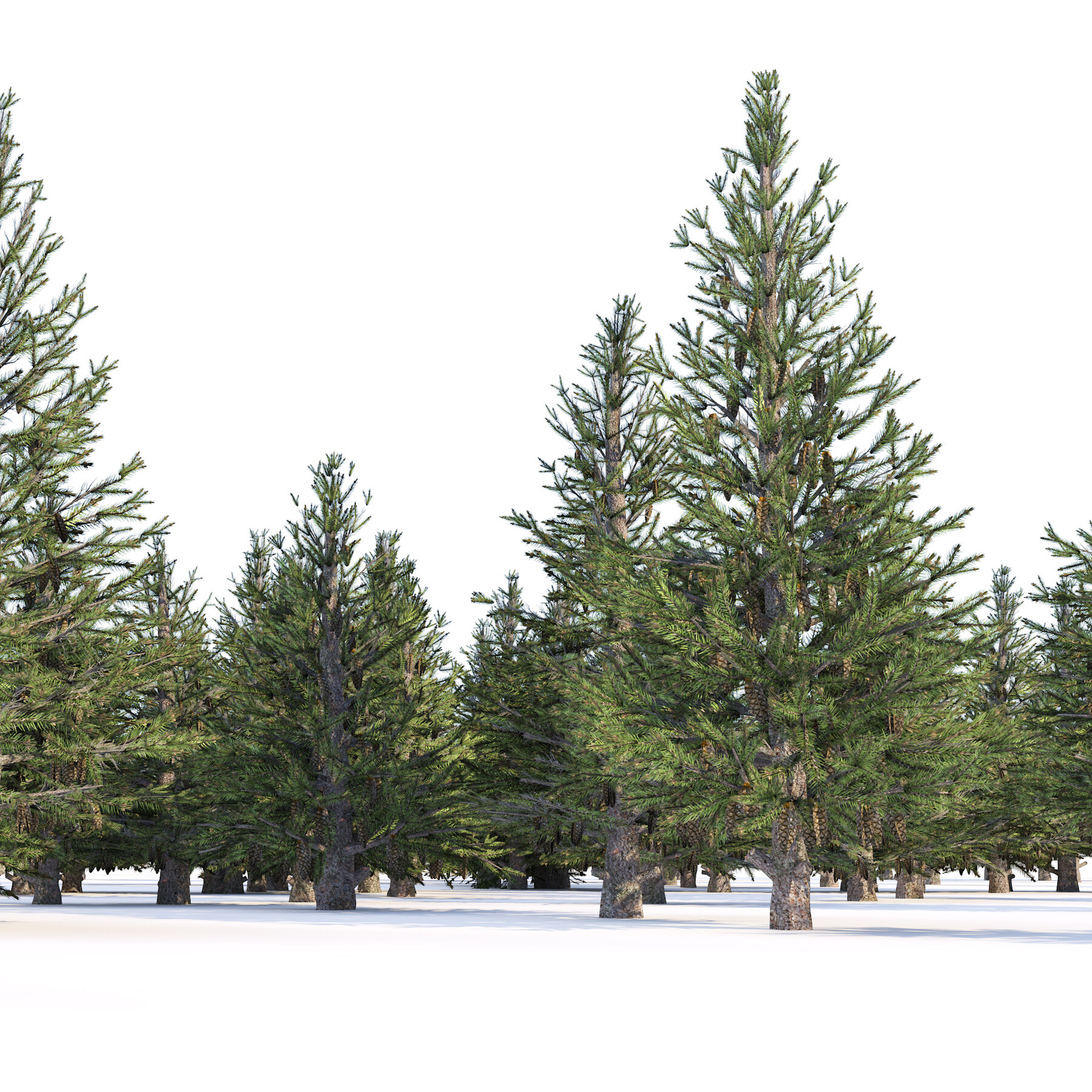 ArtStation - Norway spruce forest trees | Resources