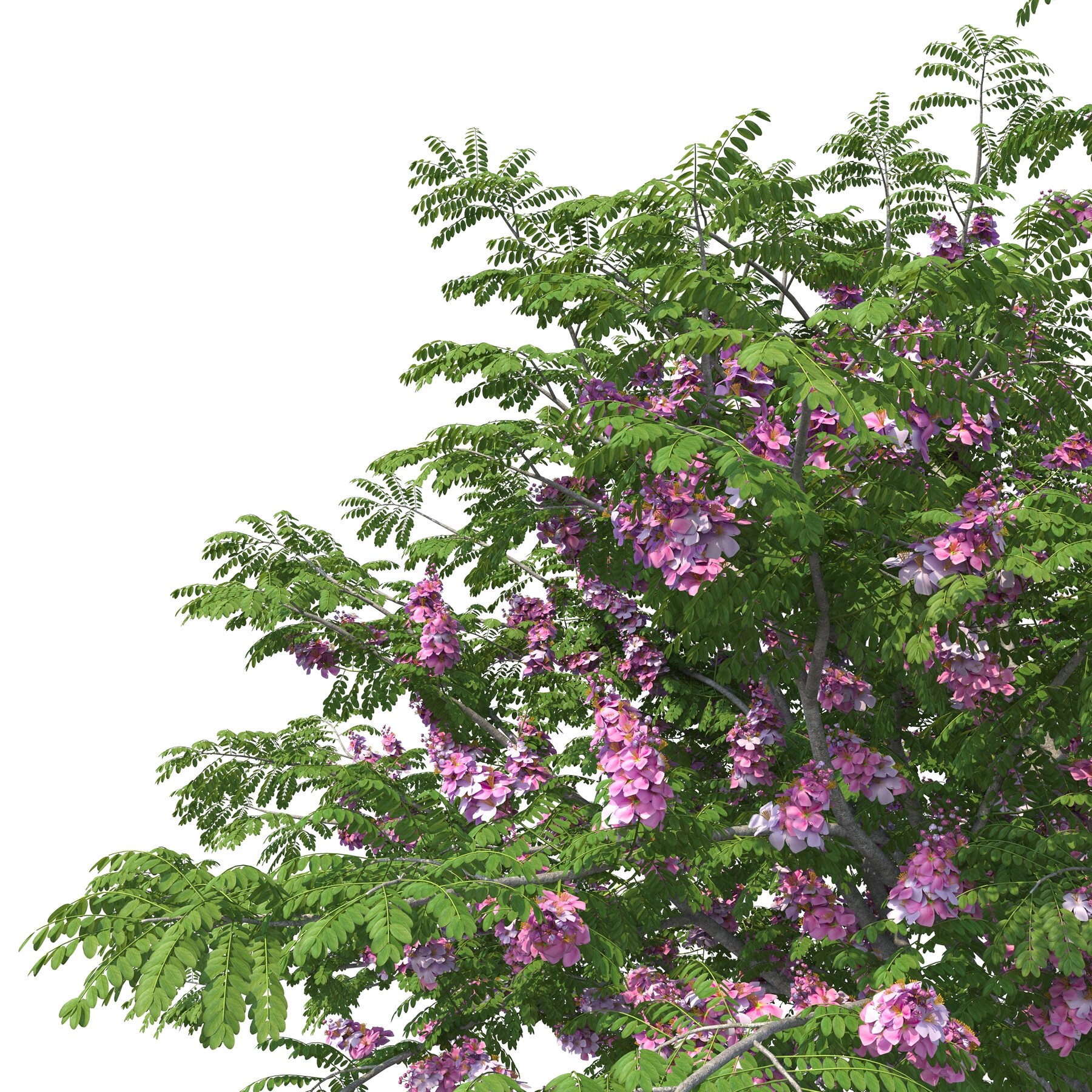 ArtStation - Tree - Cassia Javanica No 1 with pink flowers | Resources
