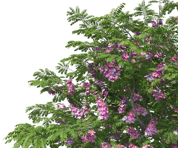 ArtStation - Tree - Cassia Javanica No 1 with pink flowers | Resources