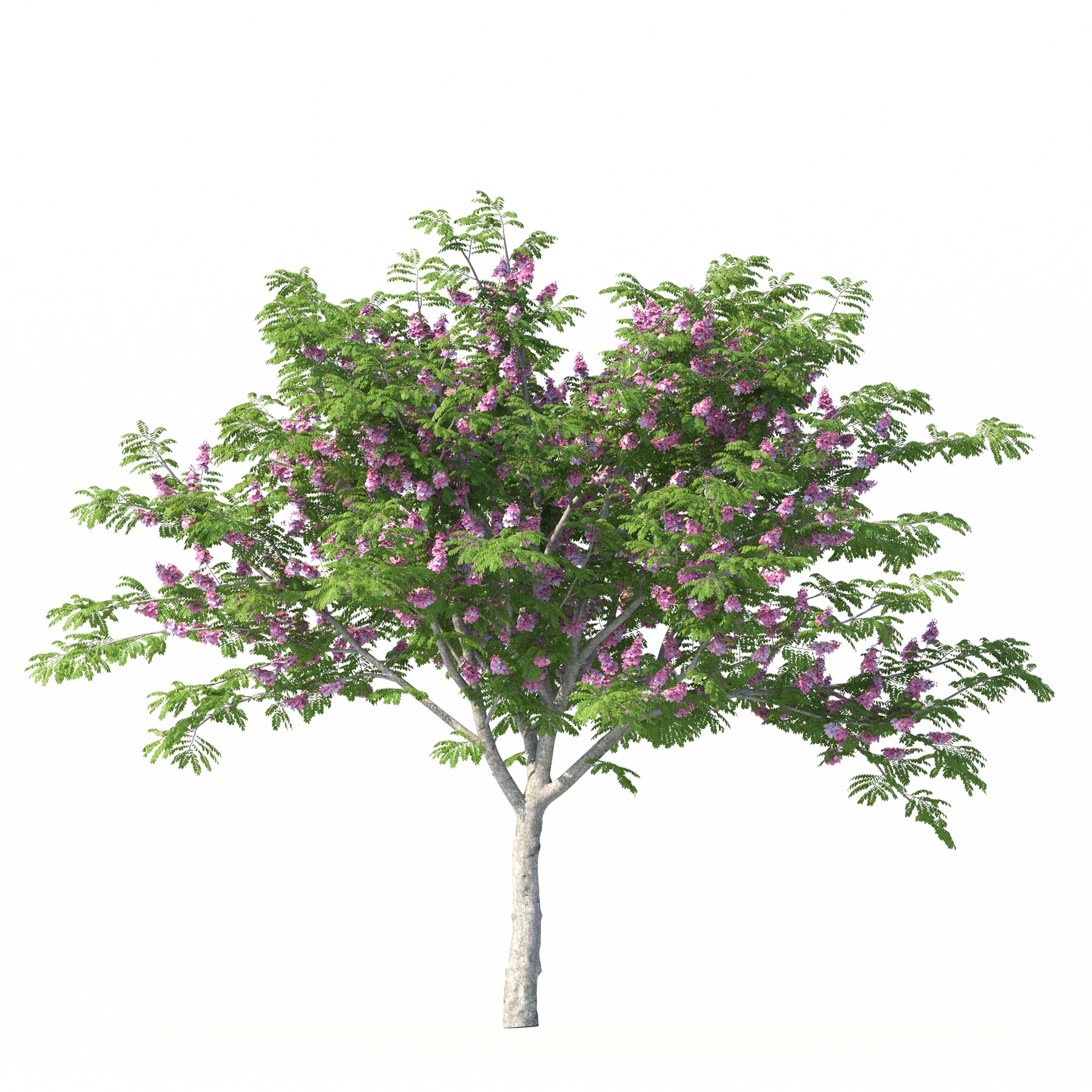 ArtStation - Tree - Cassia Javanica No 1 with pink flowers | Resources