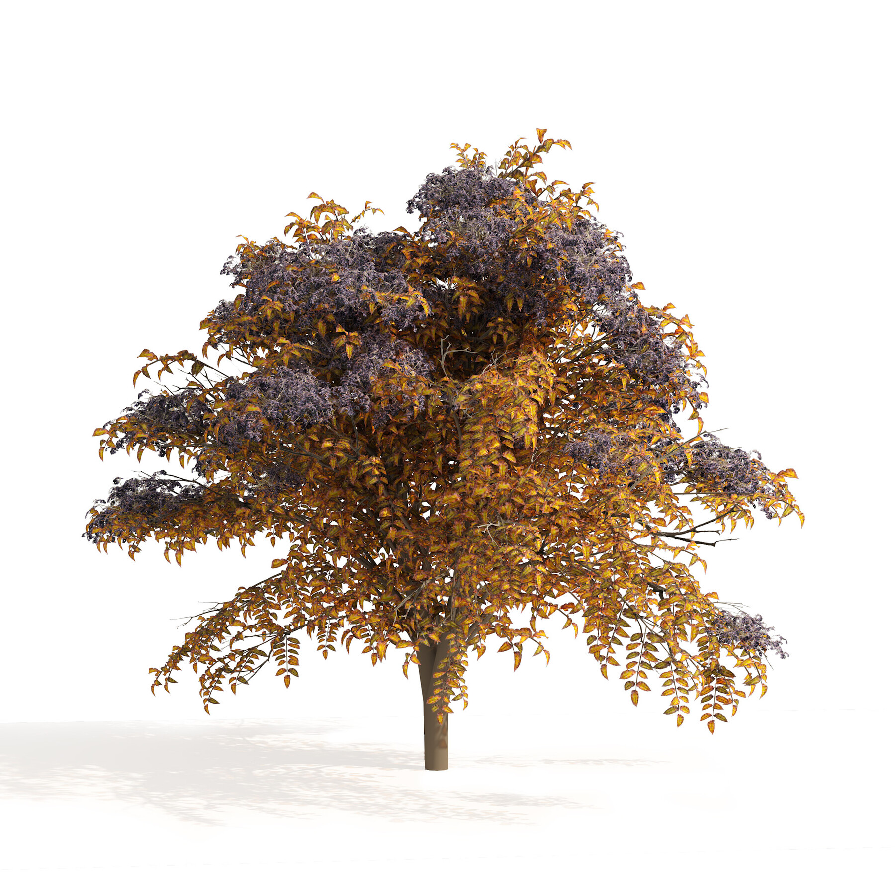 ArtStation - 2 Autumn Japanese angelica trees | Resources