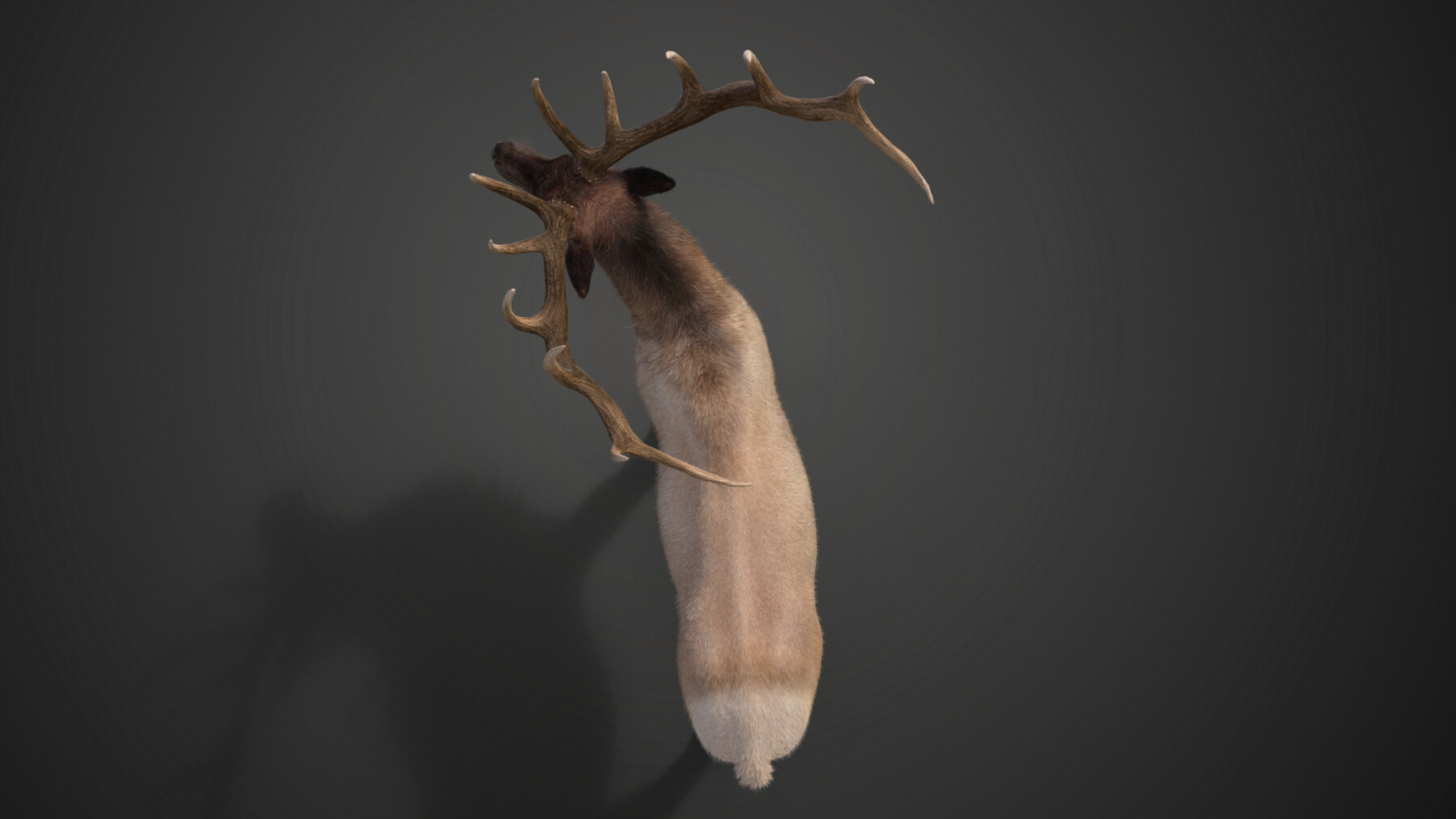 ArtStation - Male Elk Animated | VFX Grace | Game Assets