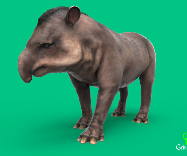 ArtStation - Tapir | Game Assets