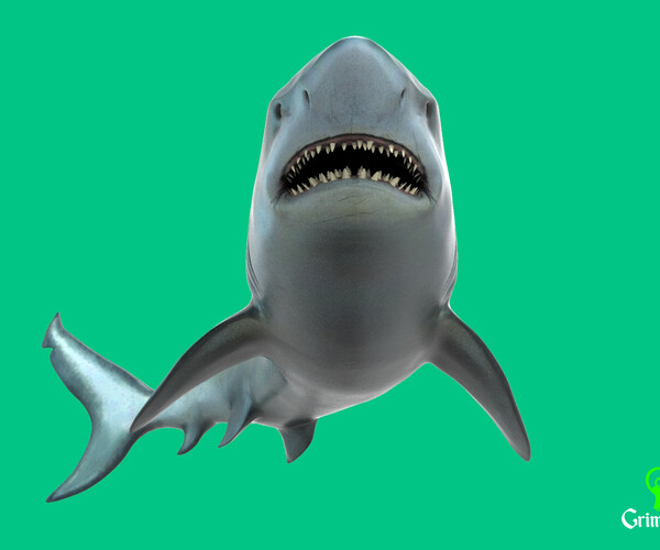 ArtStation - Bull Shark | Resources